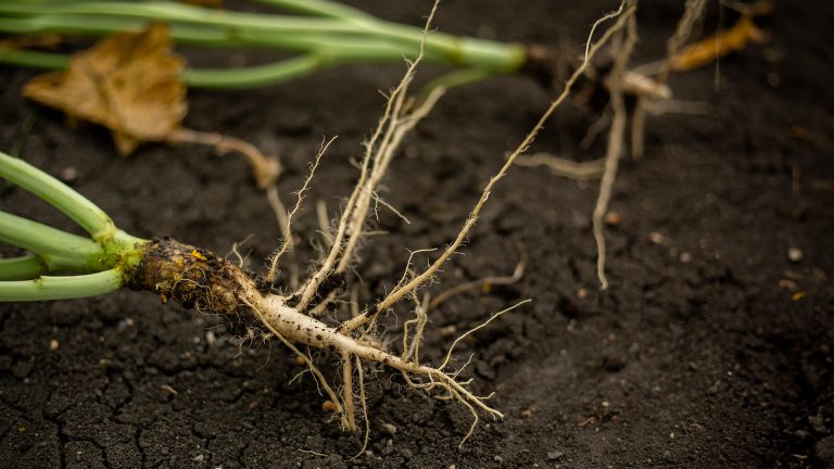Unleash the Power of Your Soil with Humic - TopKrop