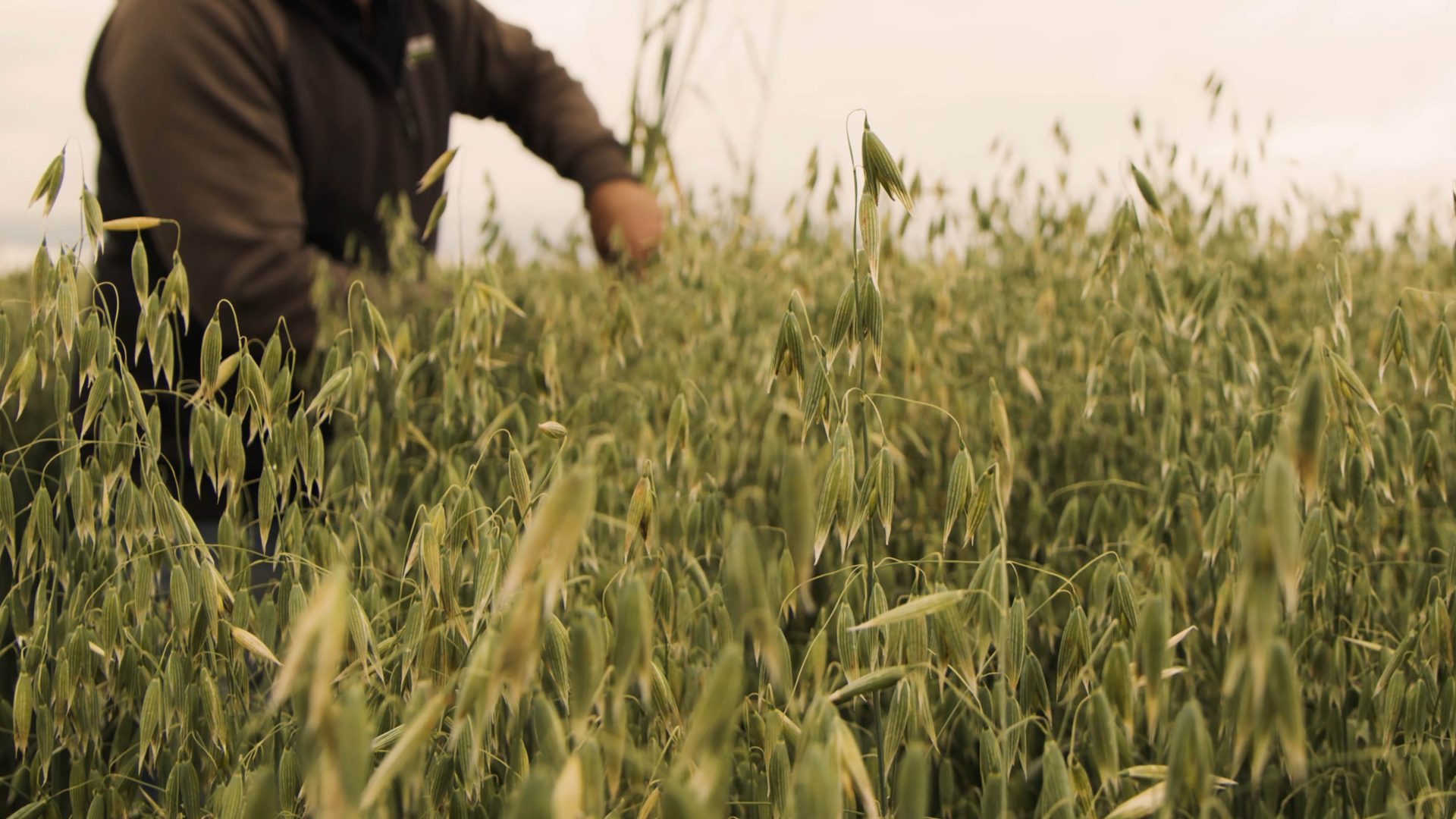 Unleash the Power of Your Soil with Humic - TopKrop