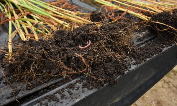 Humic Products | TopKrop Fertilizers